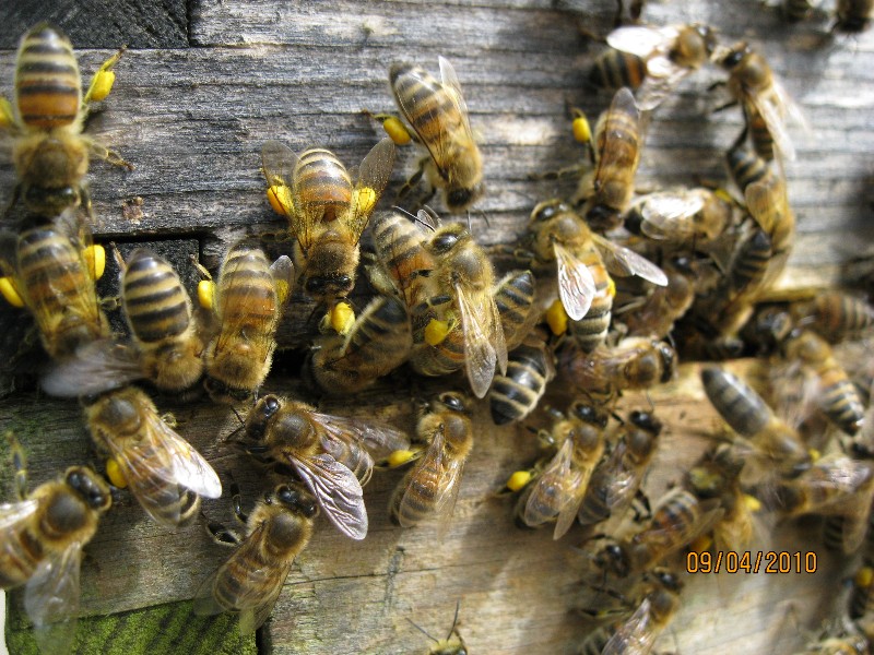 Media gallery » APHA - National Bee Unit - BeeBase