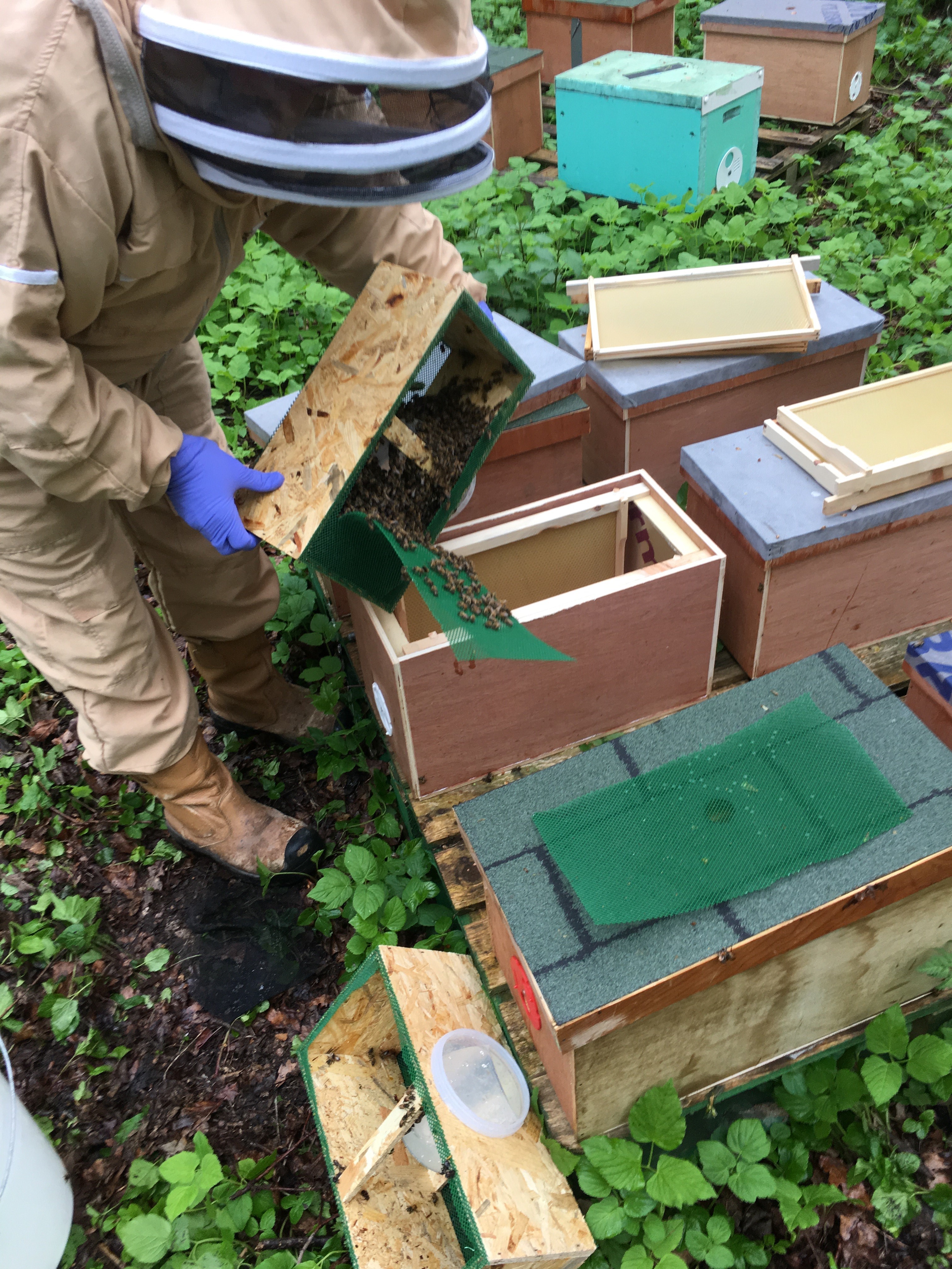 Media gallery » APHA - National Bee Unit - BeeBase