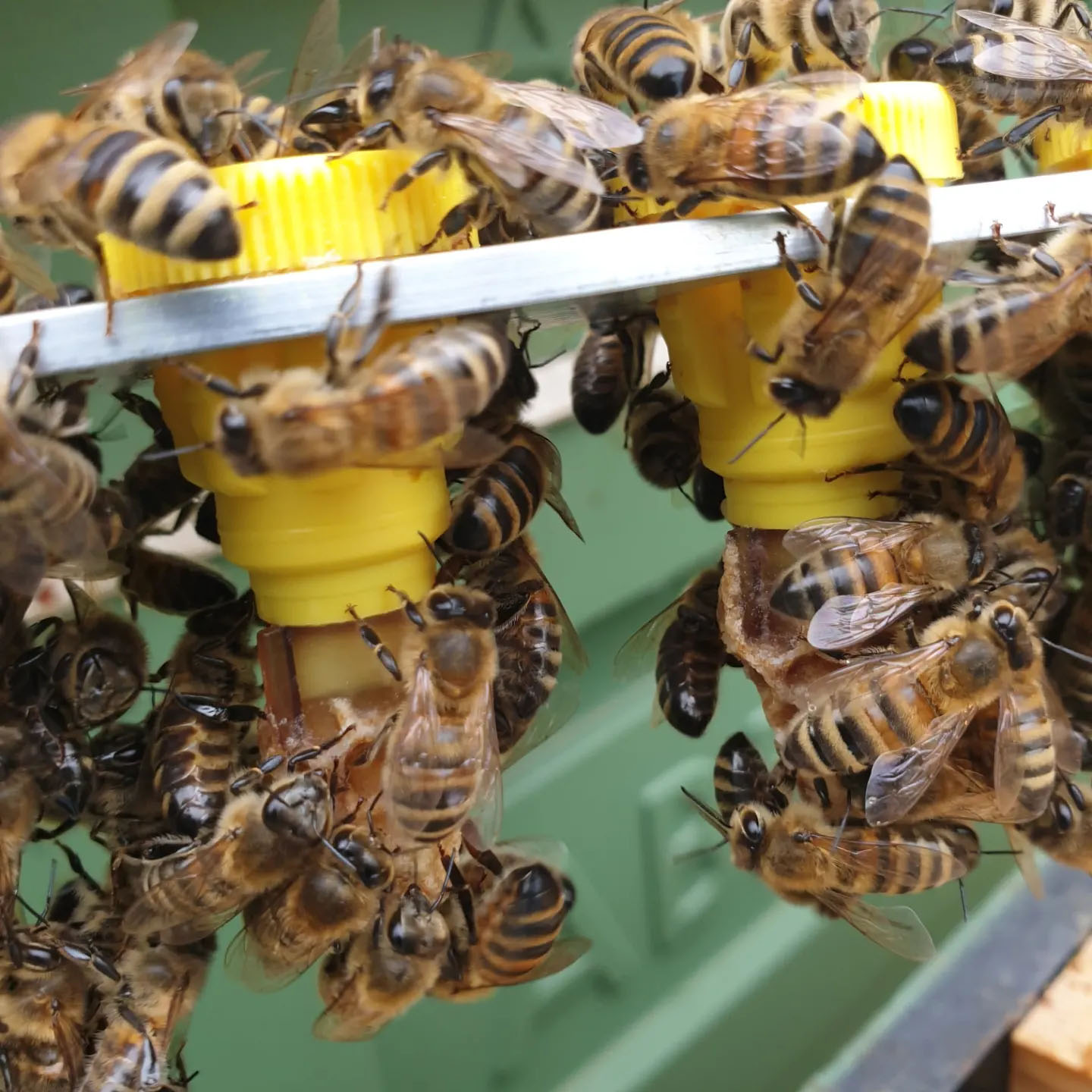 Media gallery » APHA - National Bee Unit - BeeBase