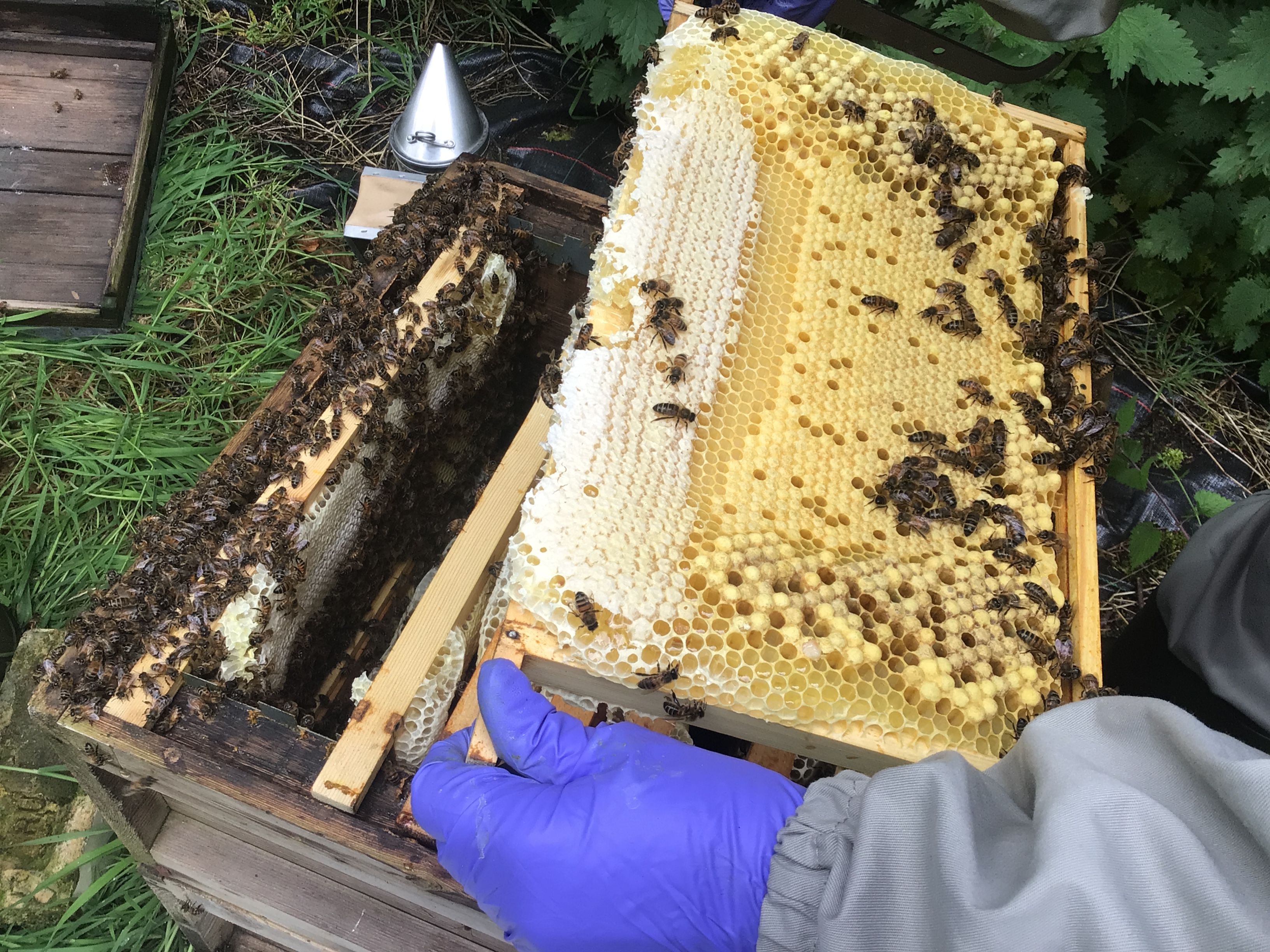Media gallery » APHA - National Bee Unit - BeeBase