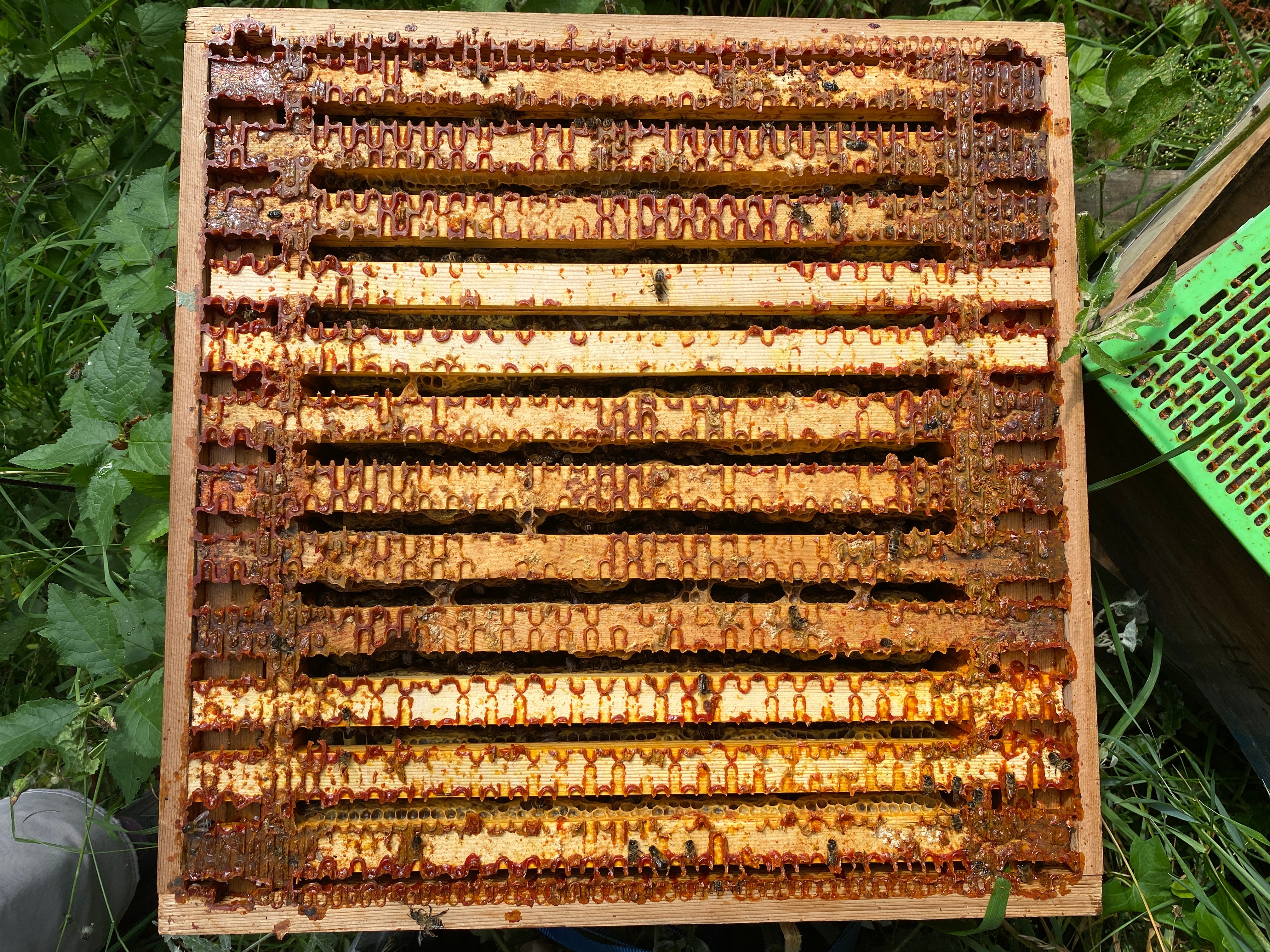 Media gallery » APHA - National Bee Unit - BeeBase