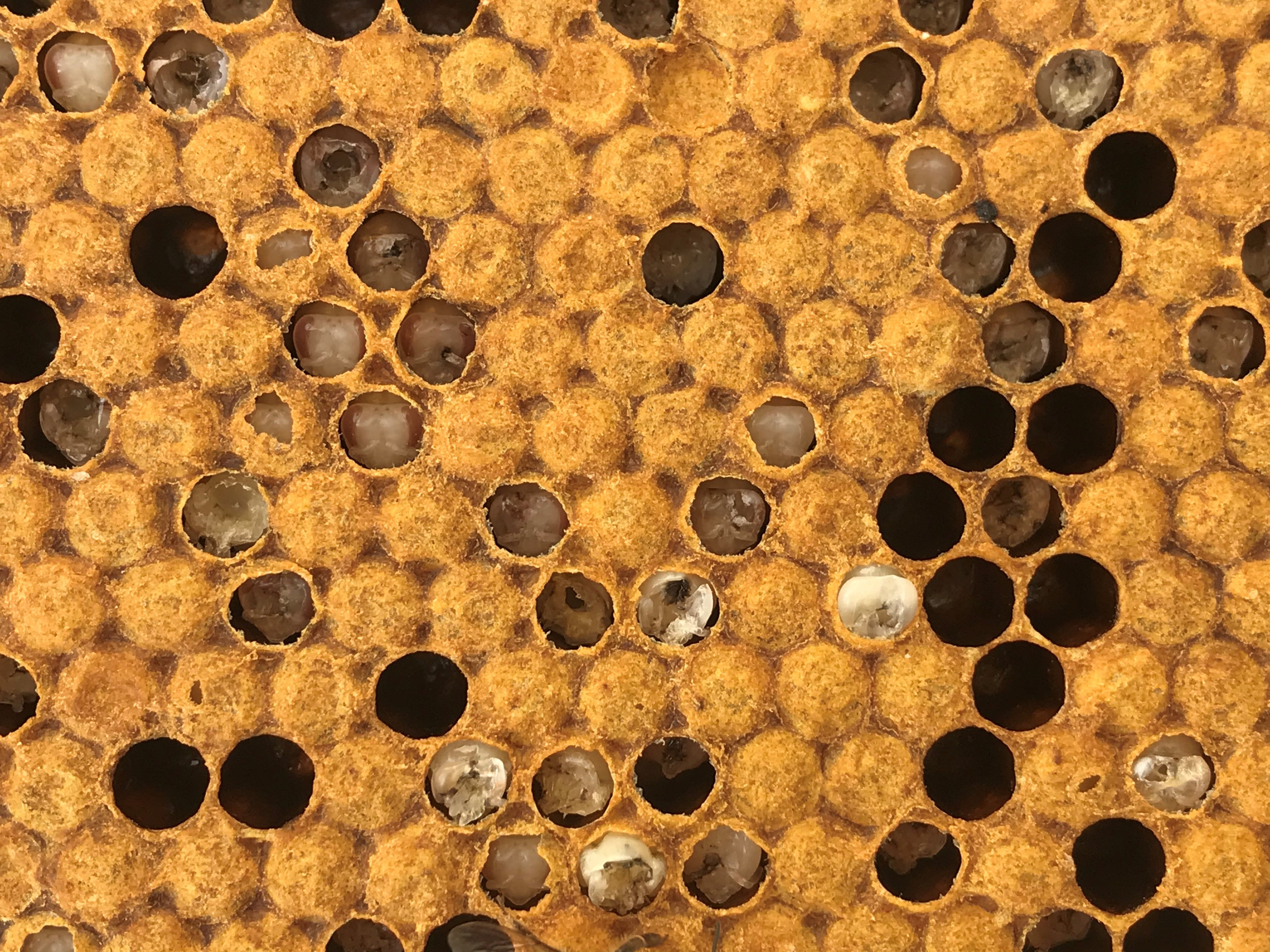 Media gallery » APHA - National Bee Unit - BeeBase