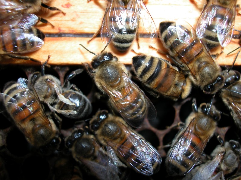 Media gallery » APHA - National Bee Unit - BeeBase