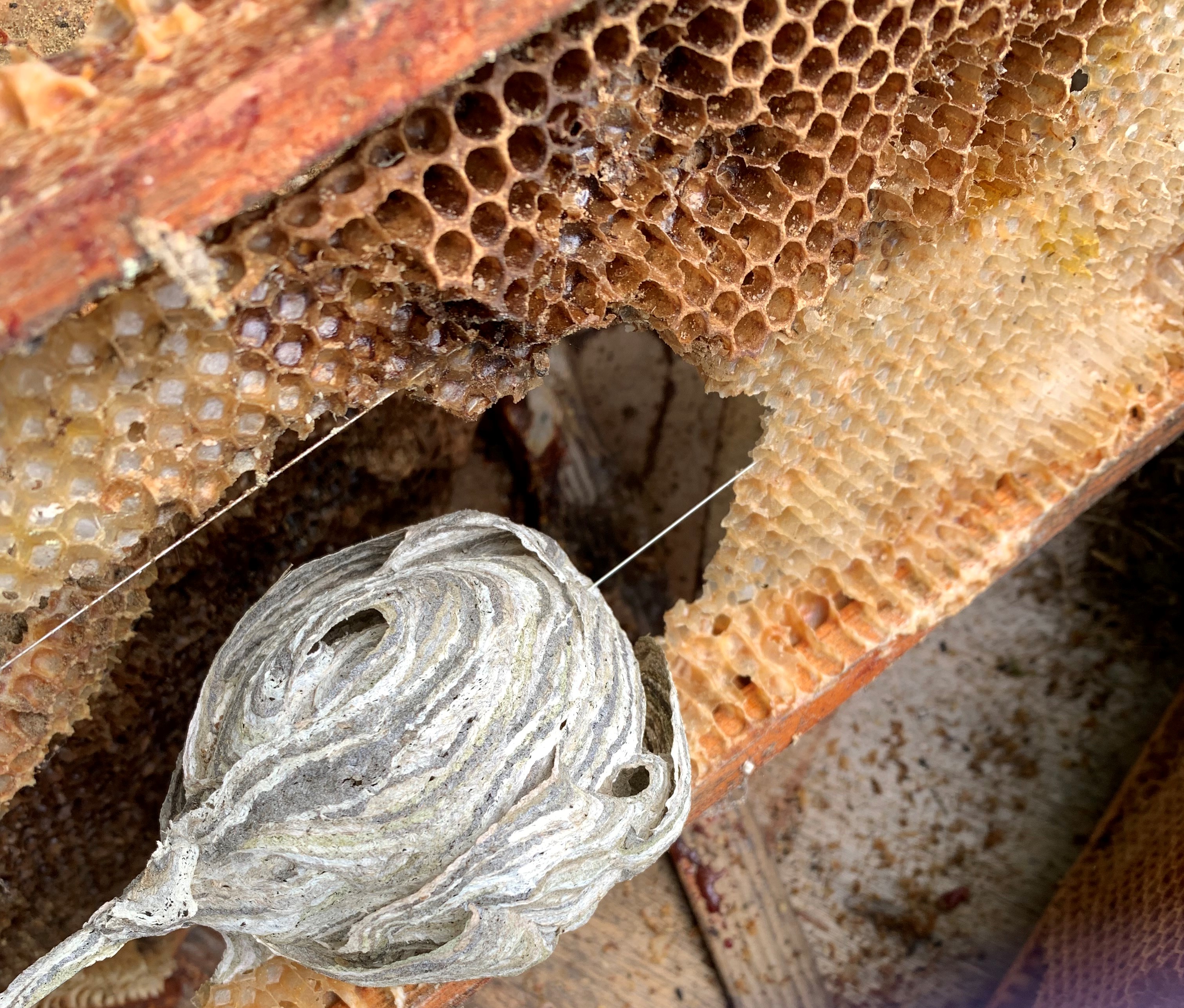 Media gallery » APHA - National Bee Unit - BeeBase
