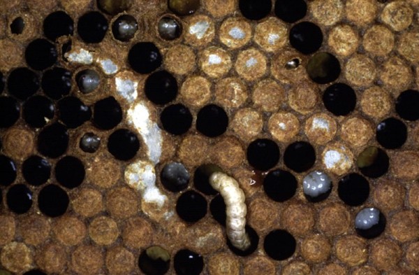 Wax moth » APHA - National Bee Unit - BeeBase