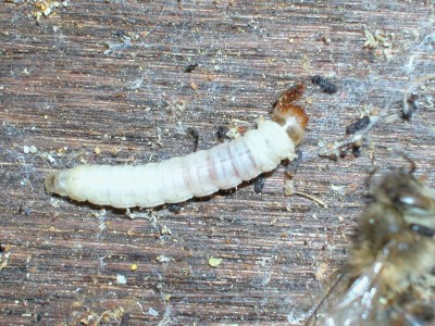 Wax moth » APHA - National Bee Unit - BeeBase