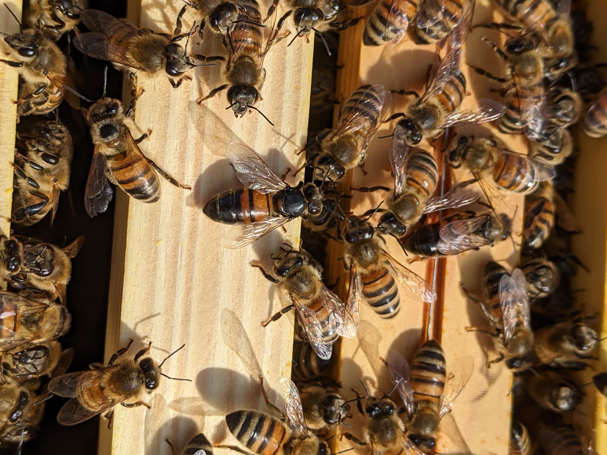 Media gallery » APHA - National Bee Unit - BeeBase
