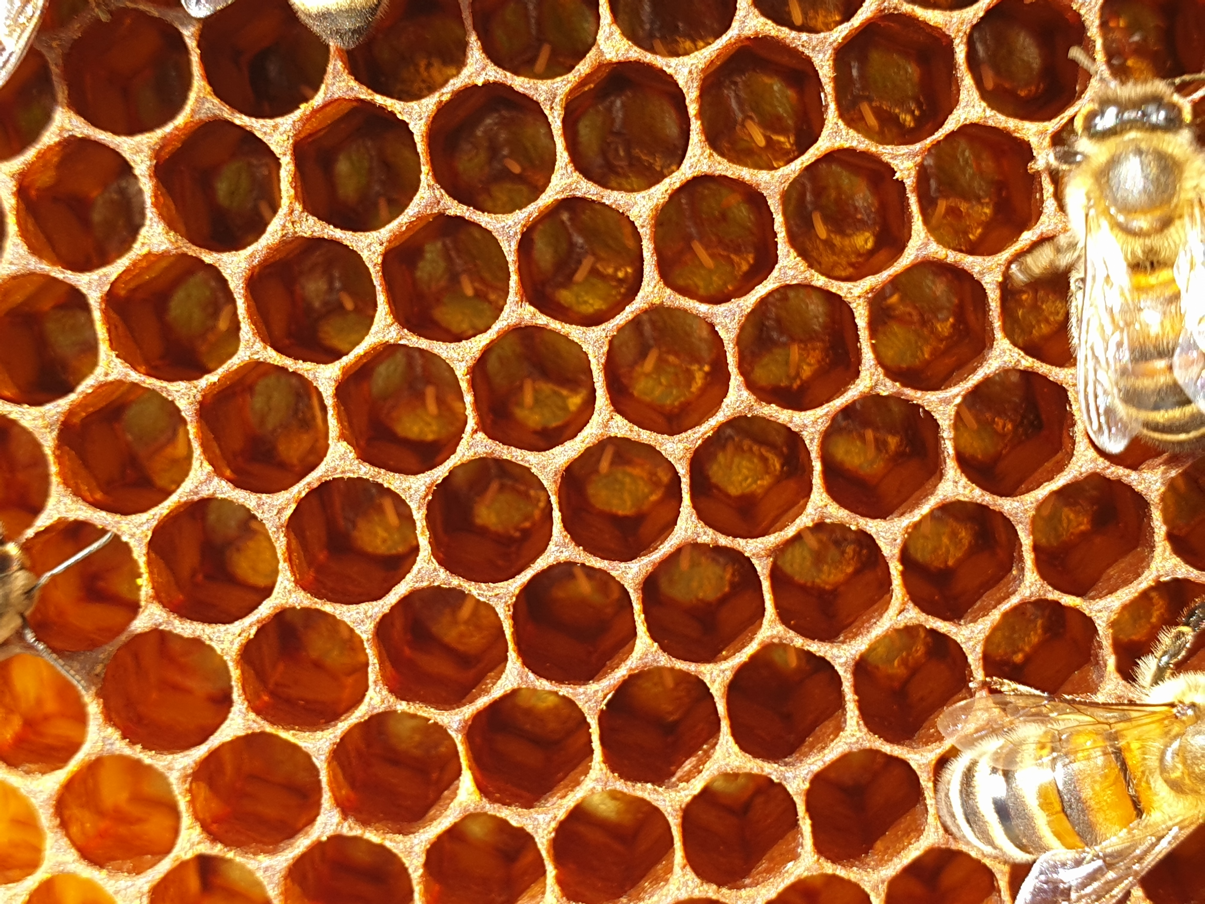 Media gallery » APHA - National Bee Unit - BeeBase