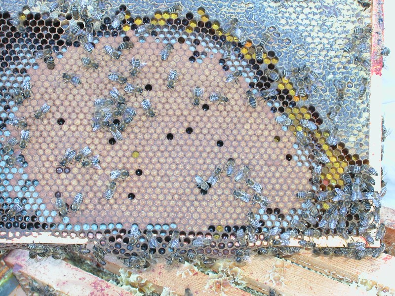 Media gallery » APHA - National Bee Unit - BeeBase