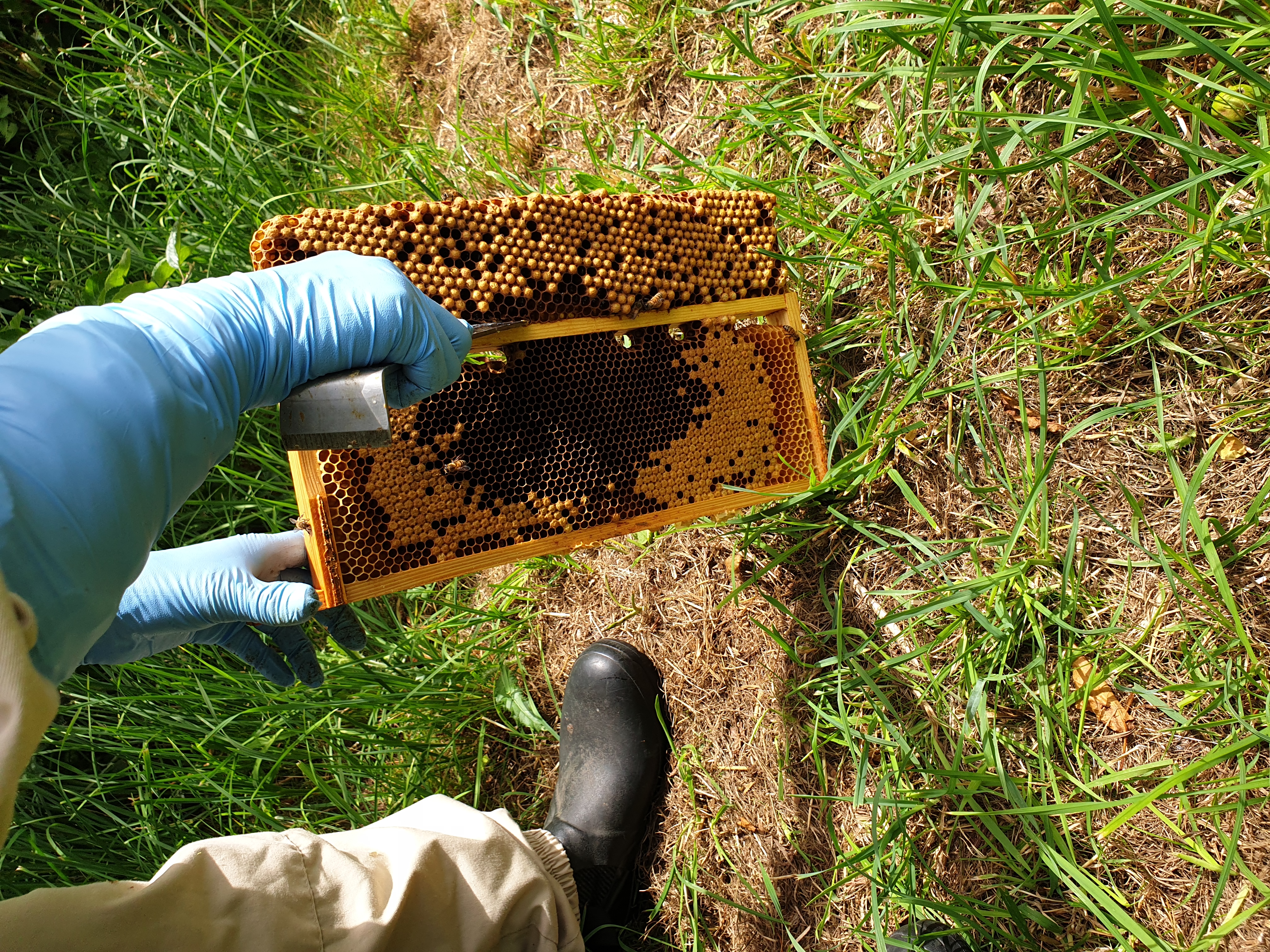 Media gallery » APHA - National Bee Unit - BeeBase