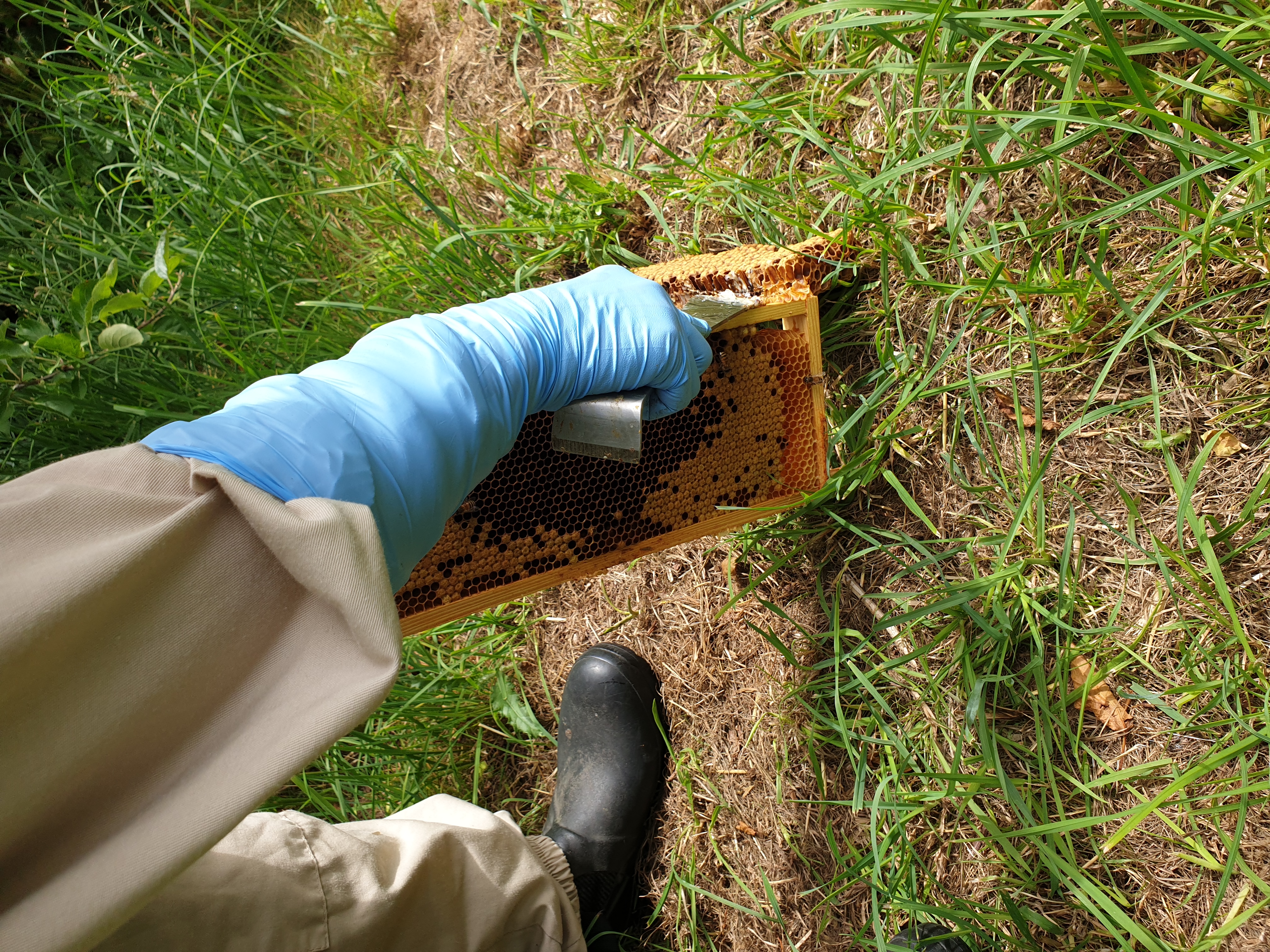 Media gallery » APHA - National Bee Unit - BeeBase