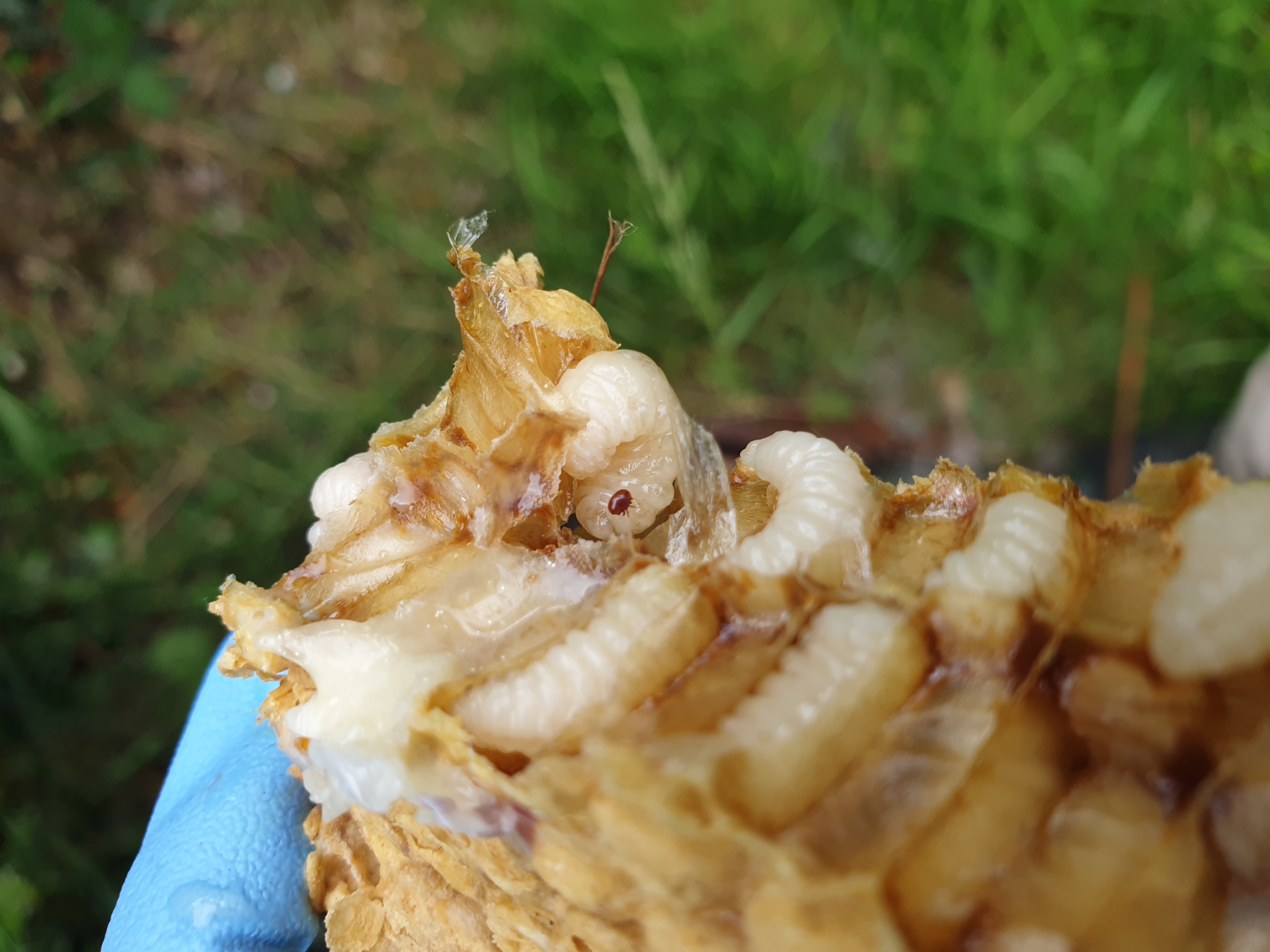Media gallery » APHA - National Bee Unit - BeeBase