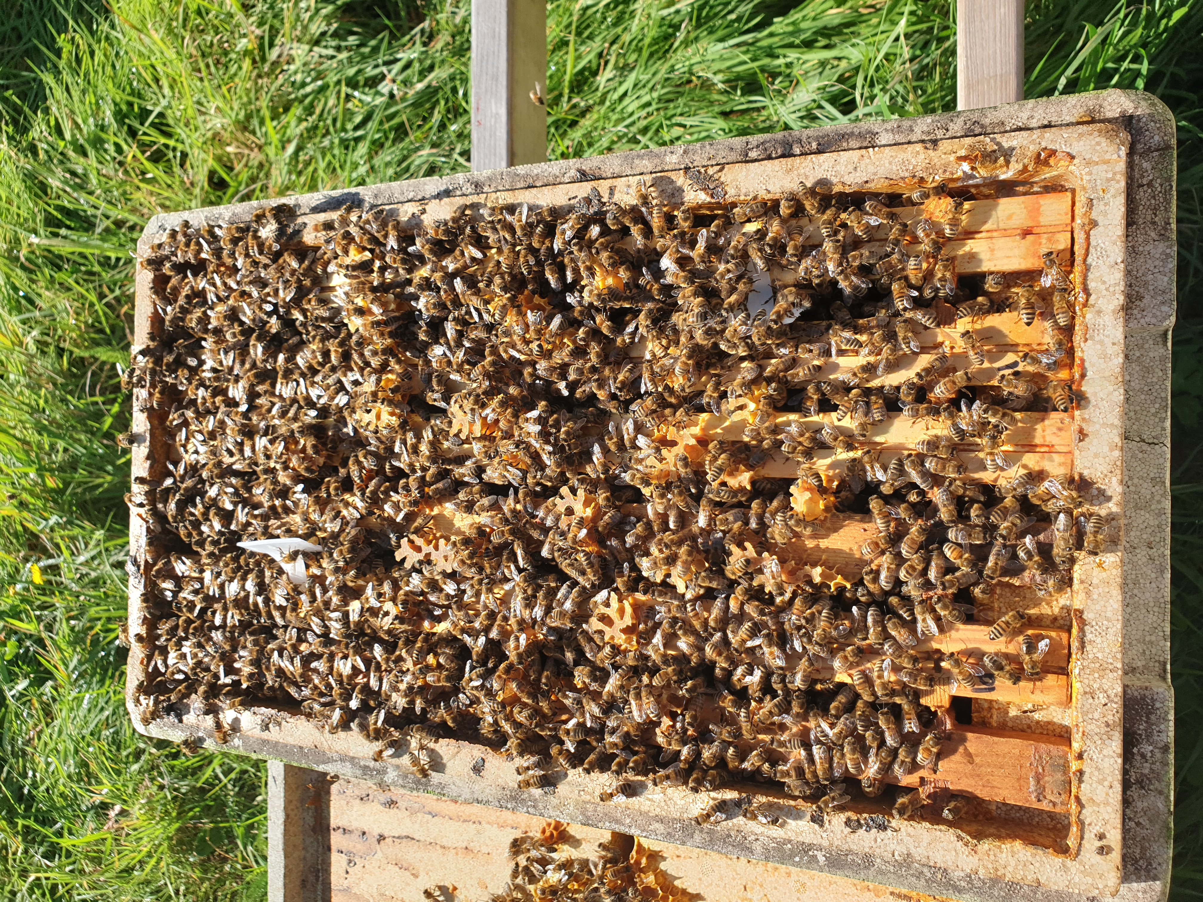 Media gallery » APHA - National Bee Unit - BeeBase
