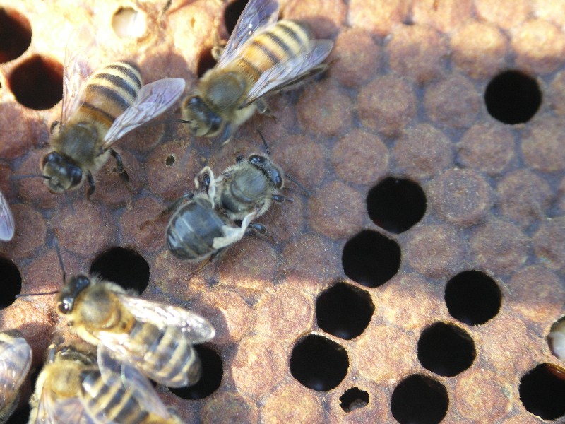 Media gallery » APHA - National Bee Unit - BeeBase