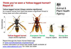 Yellow-legged Hornet » APHA - National Bee Unit - BeeBase